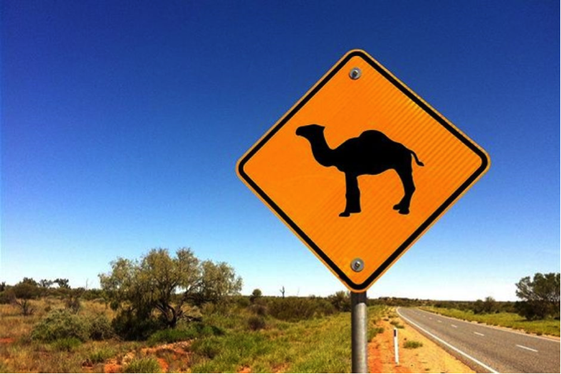 camel road sign - Boulia Camel Races